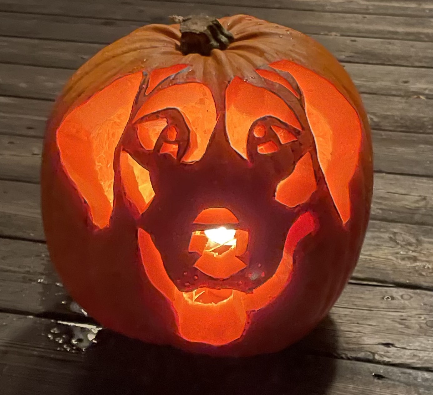 Pumpa hund – Nospromenaden Hundcenter AB – hundkurser, hunddagis ...